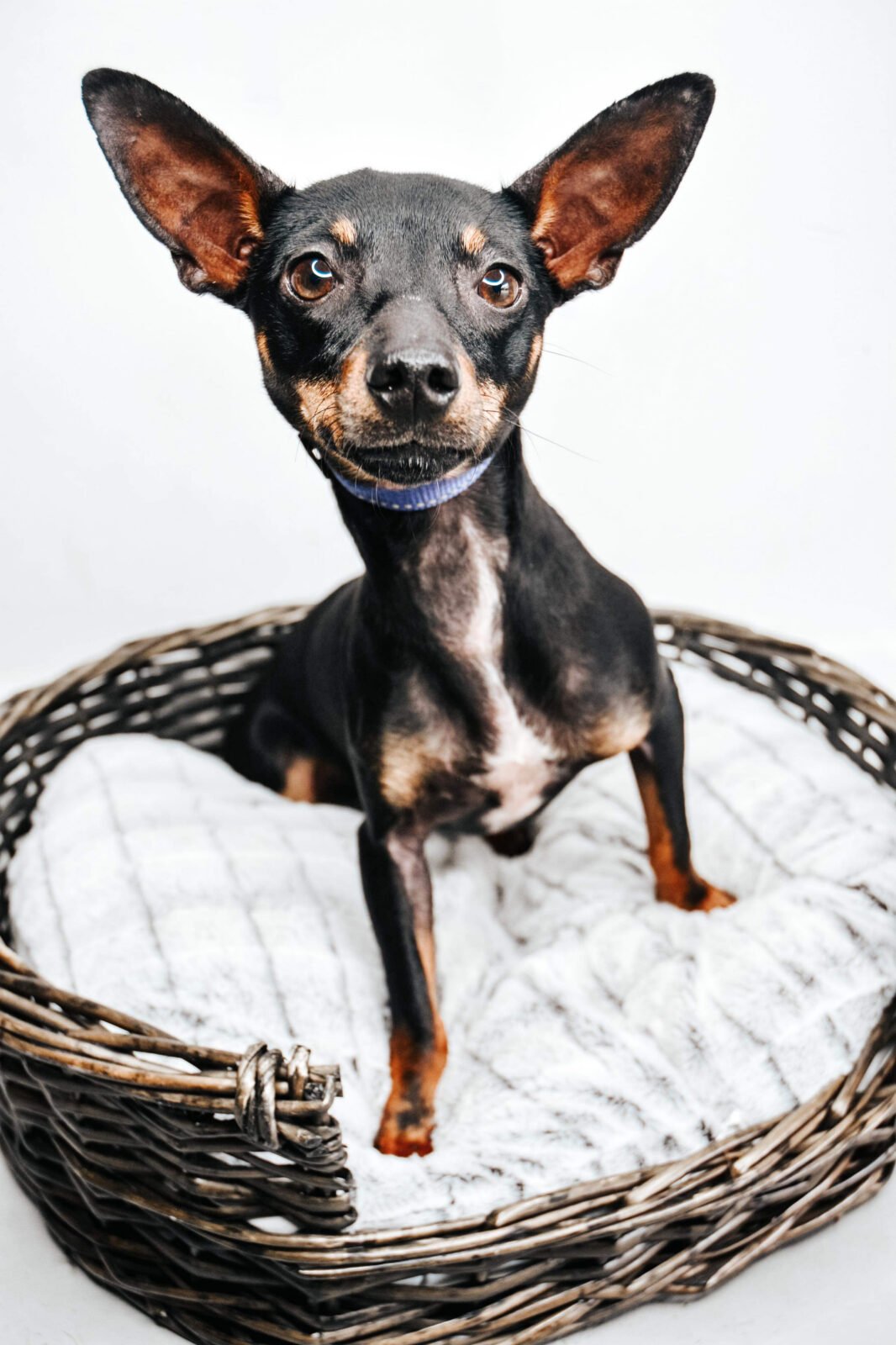 Available Pups – Puppy Haven Rescue