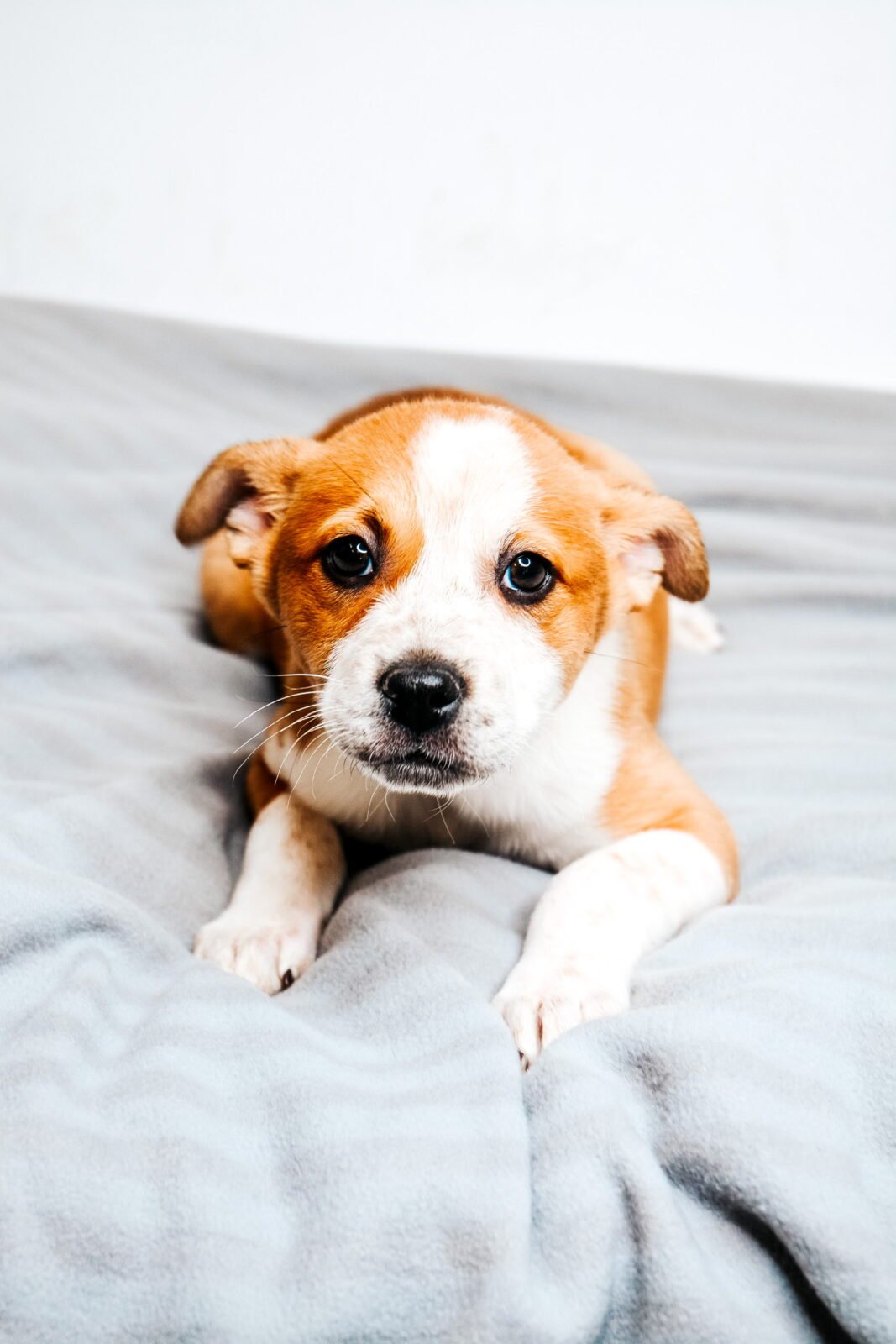 Available Pups – Puppy Haven Rescue