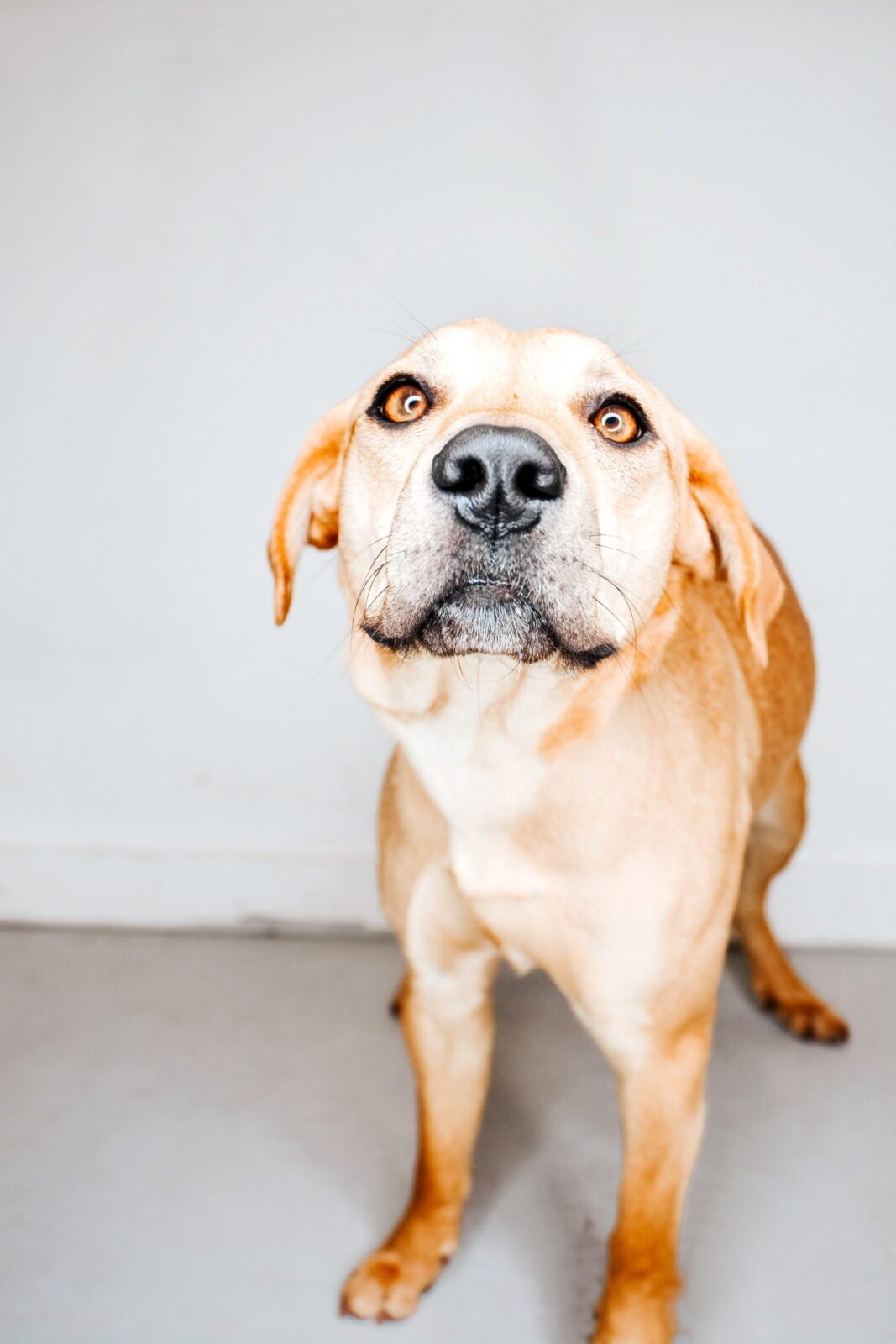 Available Pups – Puppy Haven Rescue