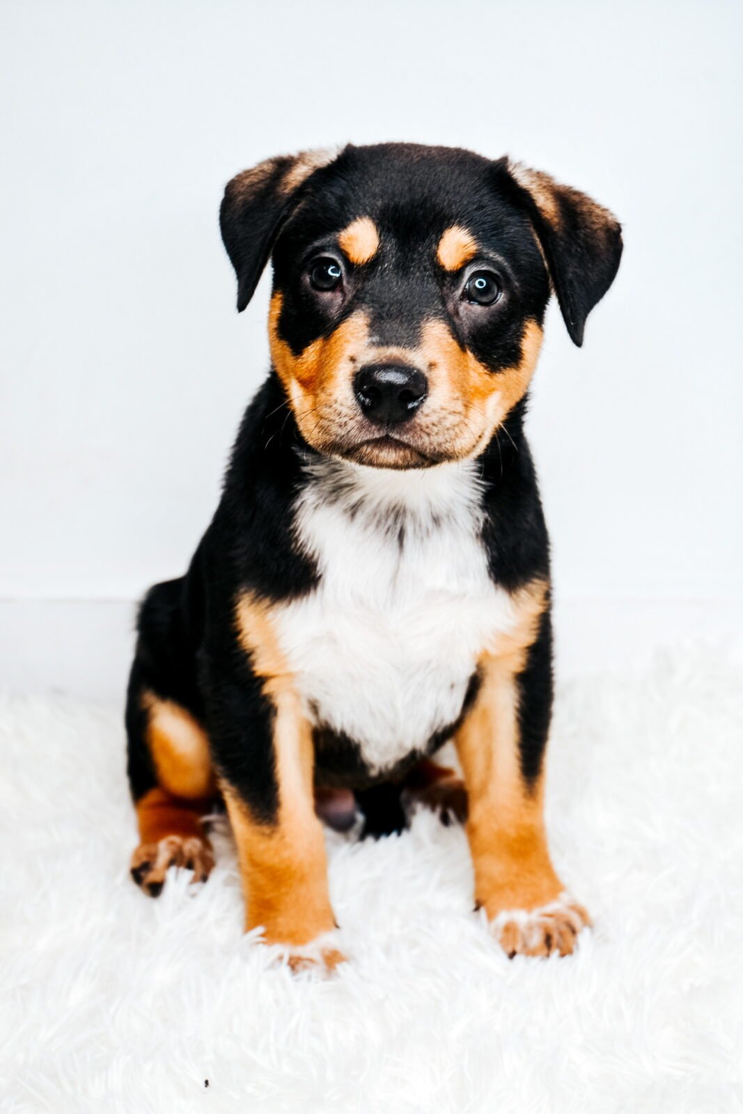 Available Pups – Puppy Haven Rescue