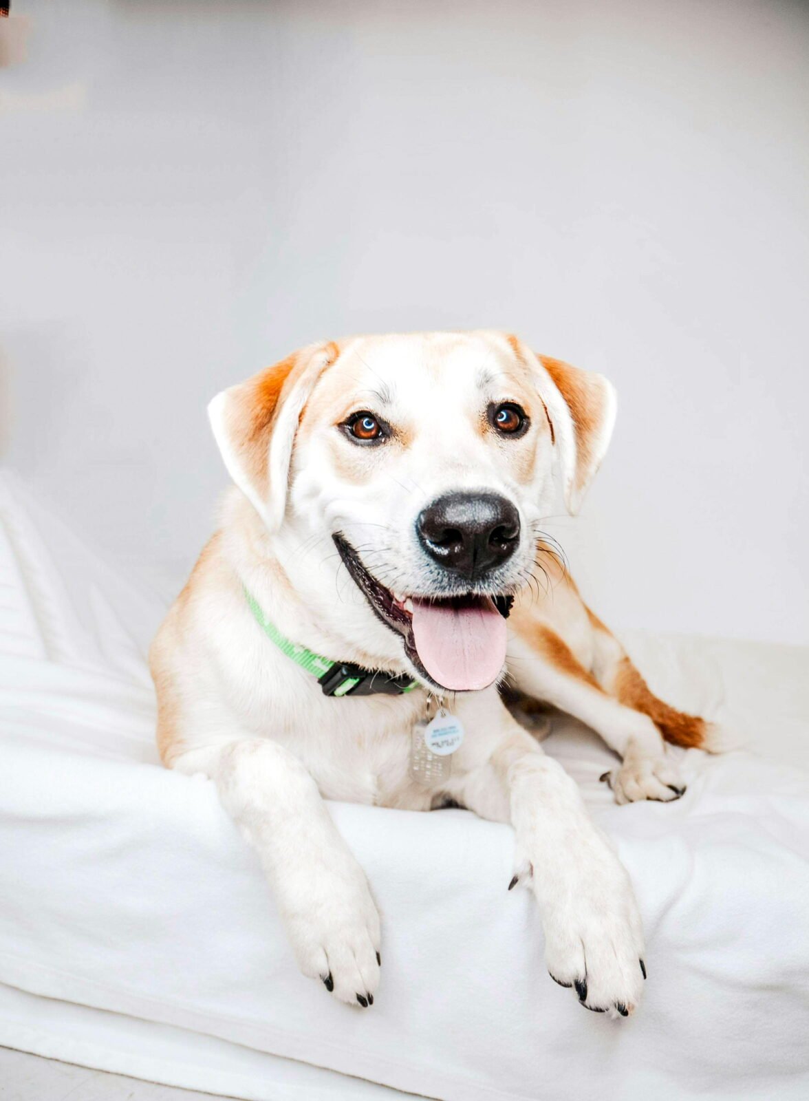 Available Pups – Puppy Haven Rescue