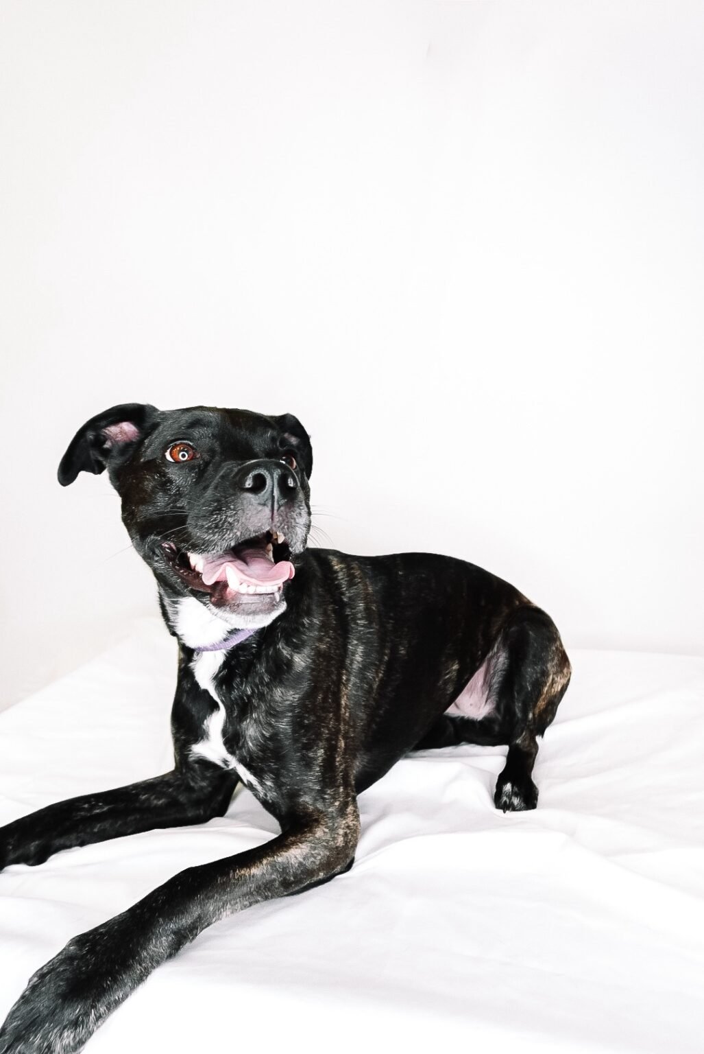 Sundae – Puppy Haven Rescue