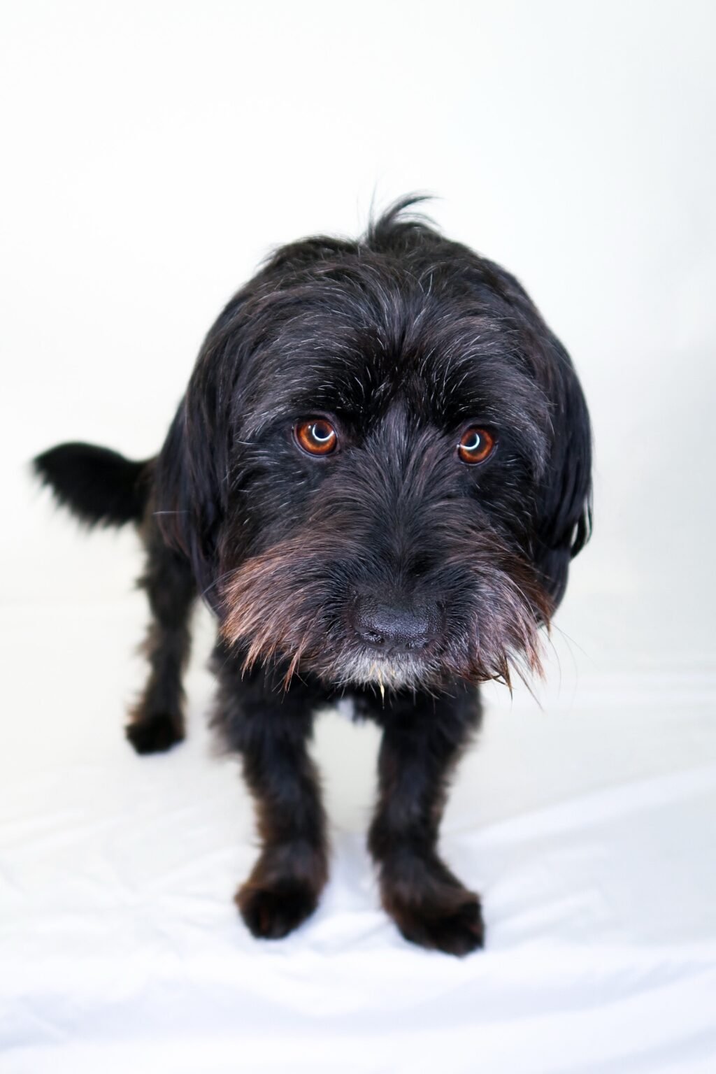 Ruckus – Puppy Haven Rescue