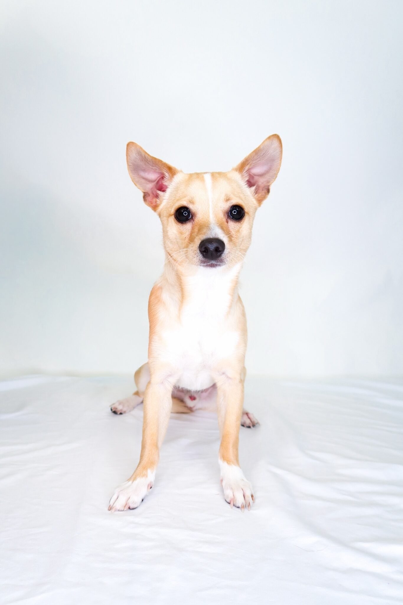 Ernie – Puppy Haven Rescue