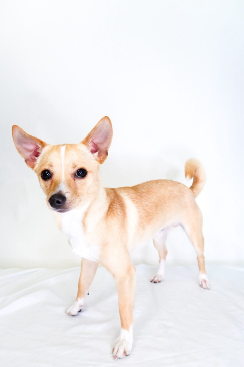 Ernie – Puppy Haven Rescue