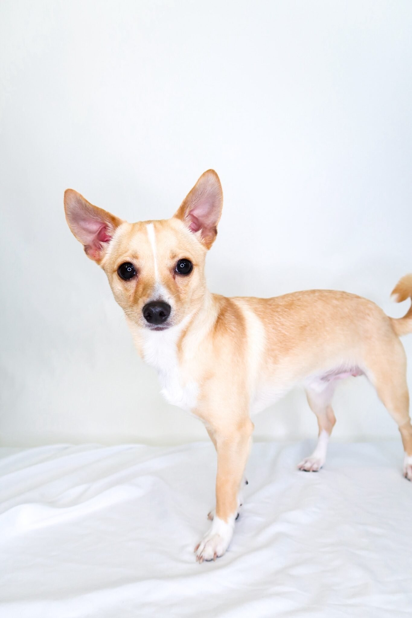 Ernie – Puppy Haven Rescue