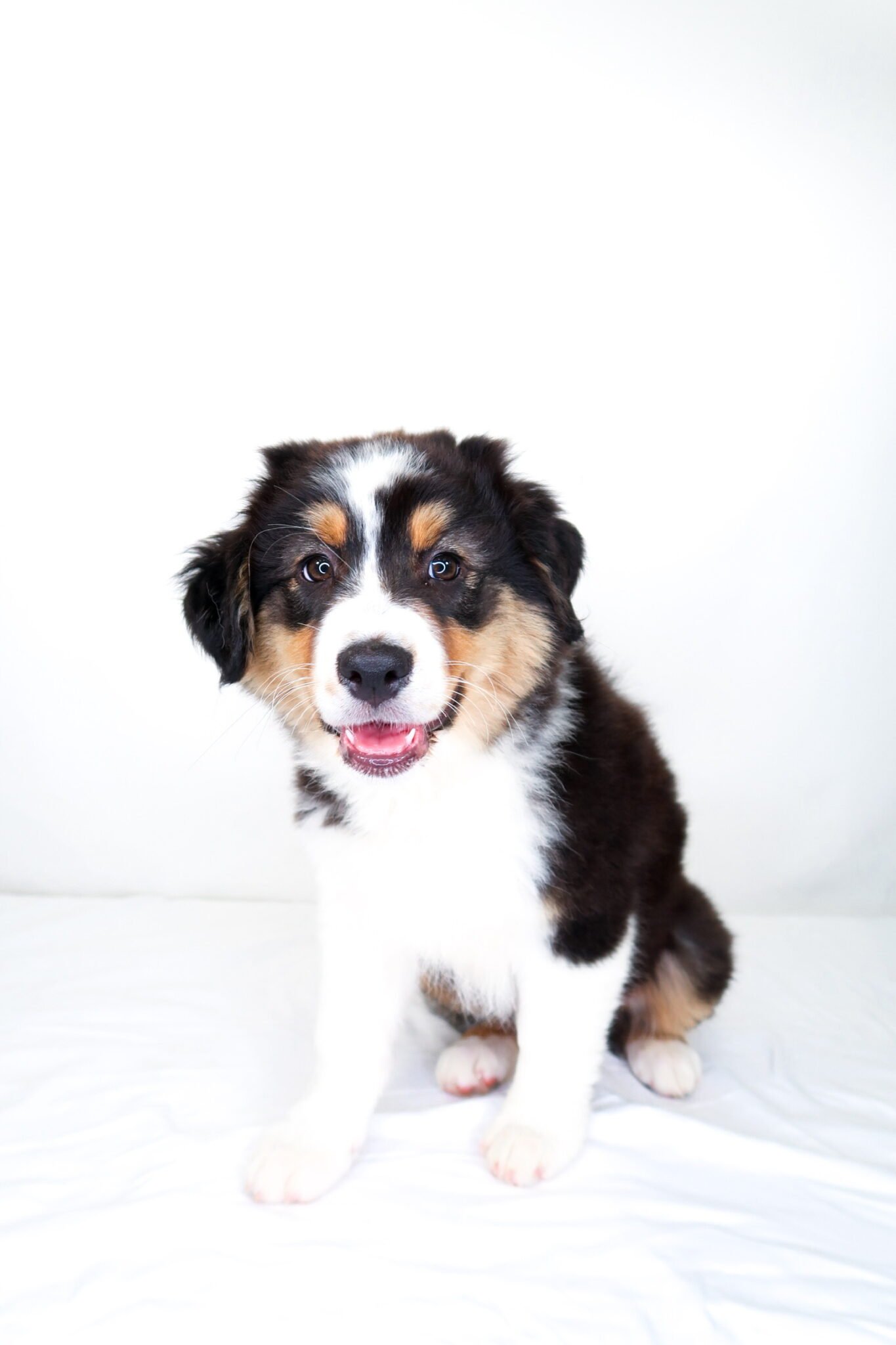 Hilary – Puppy Haven Rescue