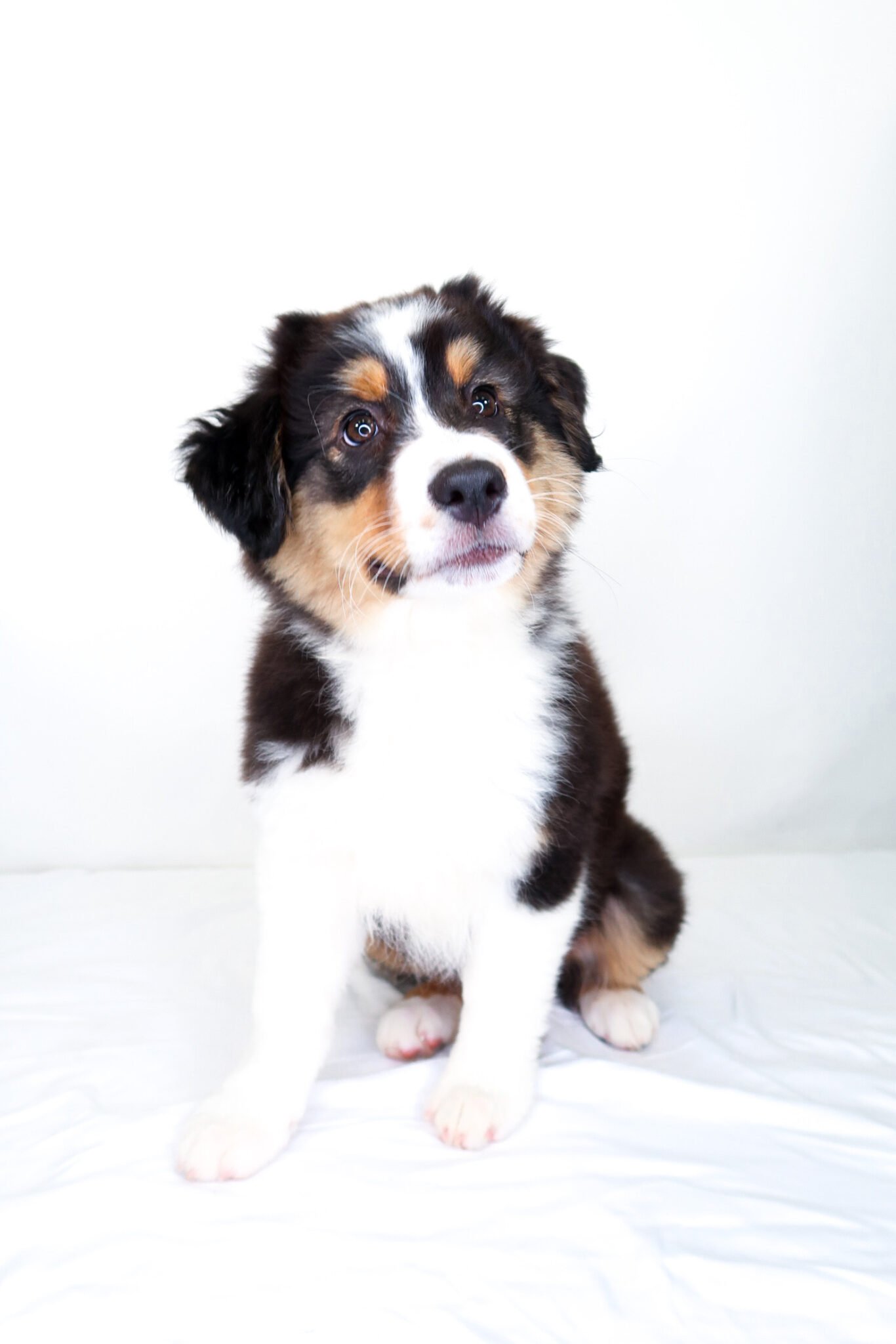 Hilary – Puppy Haven Rescue