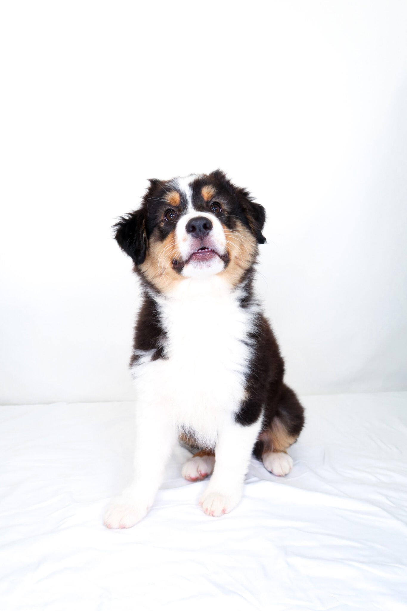 Hilary – Puppy Haven Rescue