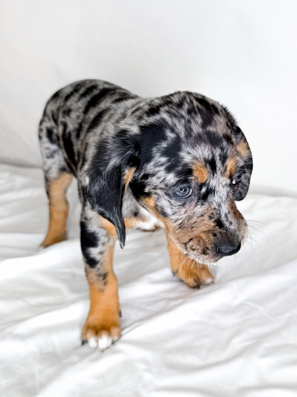 Bridget – Puppy Haven Rescue