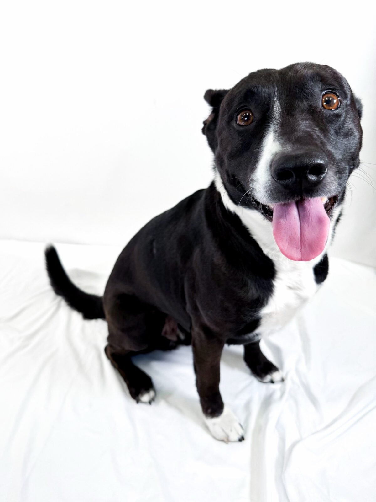 Ace – Puppy Haven Rescue