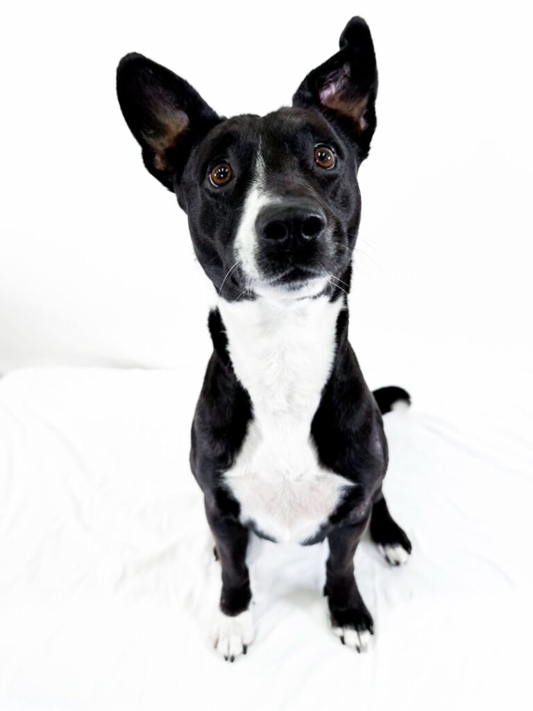 Ace – Puppy Haven Rescue
